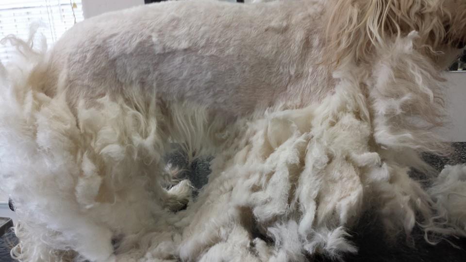 Grooming Matted Dogs – Thoughtful Paws Grooming