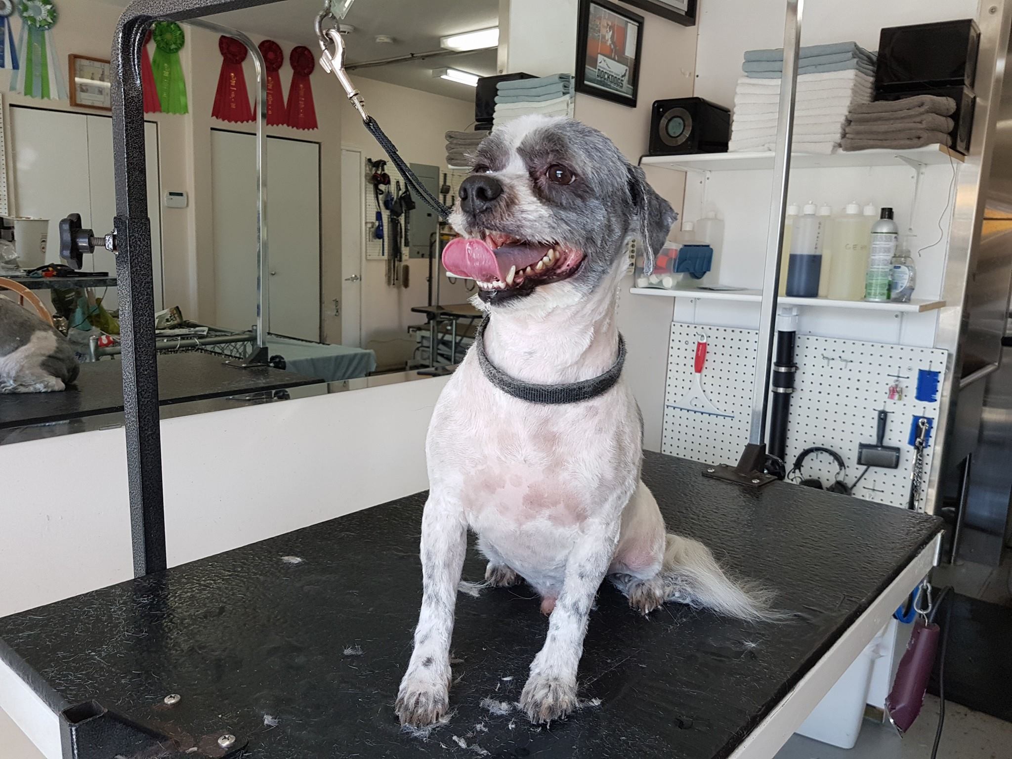 Grooming Matted Dogs – Thoughtful Paws Grooming