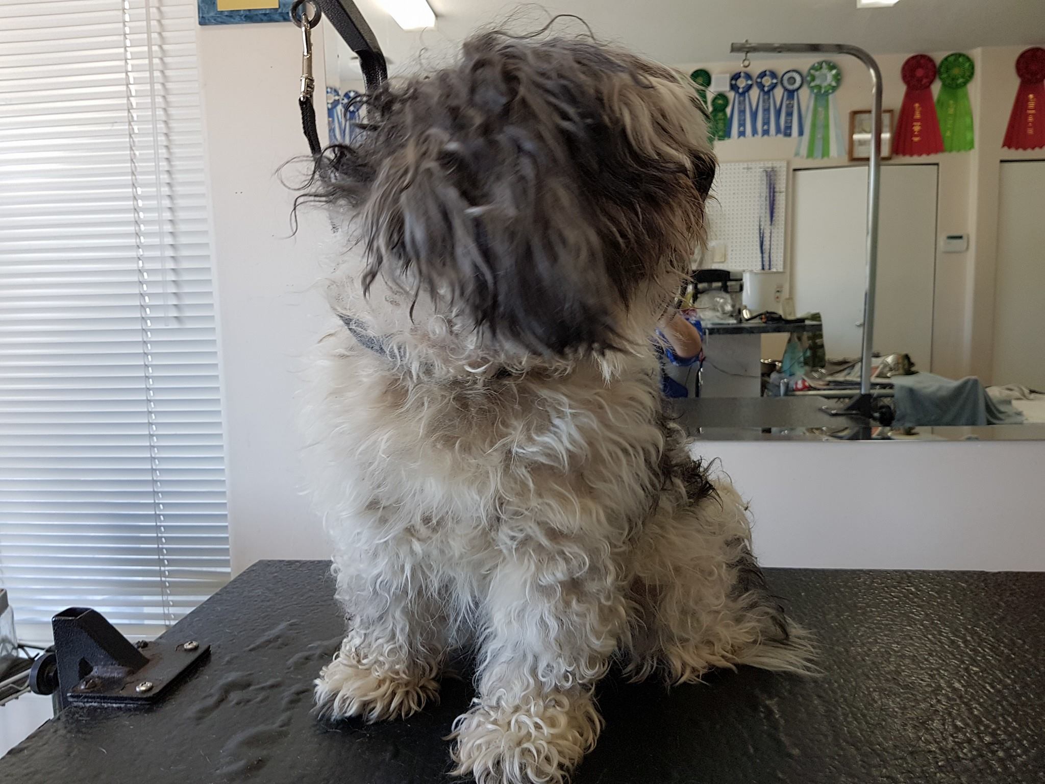 Grooming Matted Dogs – Thoughtful Paws Grooming