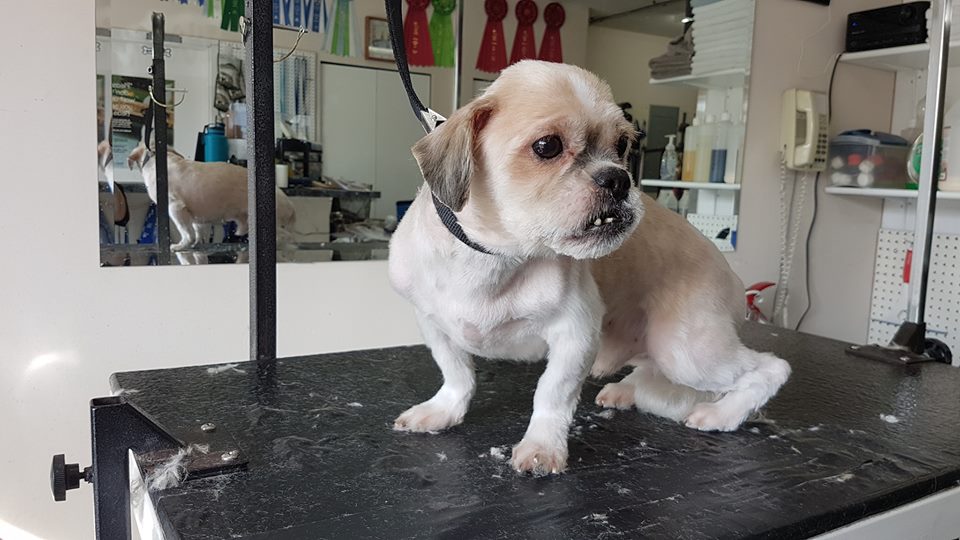 Grooming Matted Dogs – Thoughtful Paws Grooming