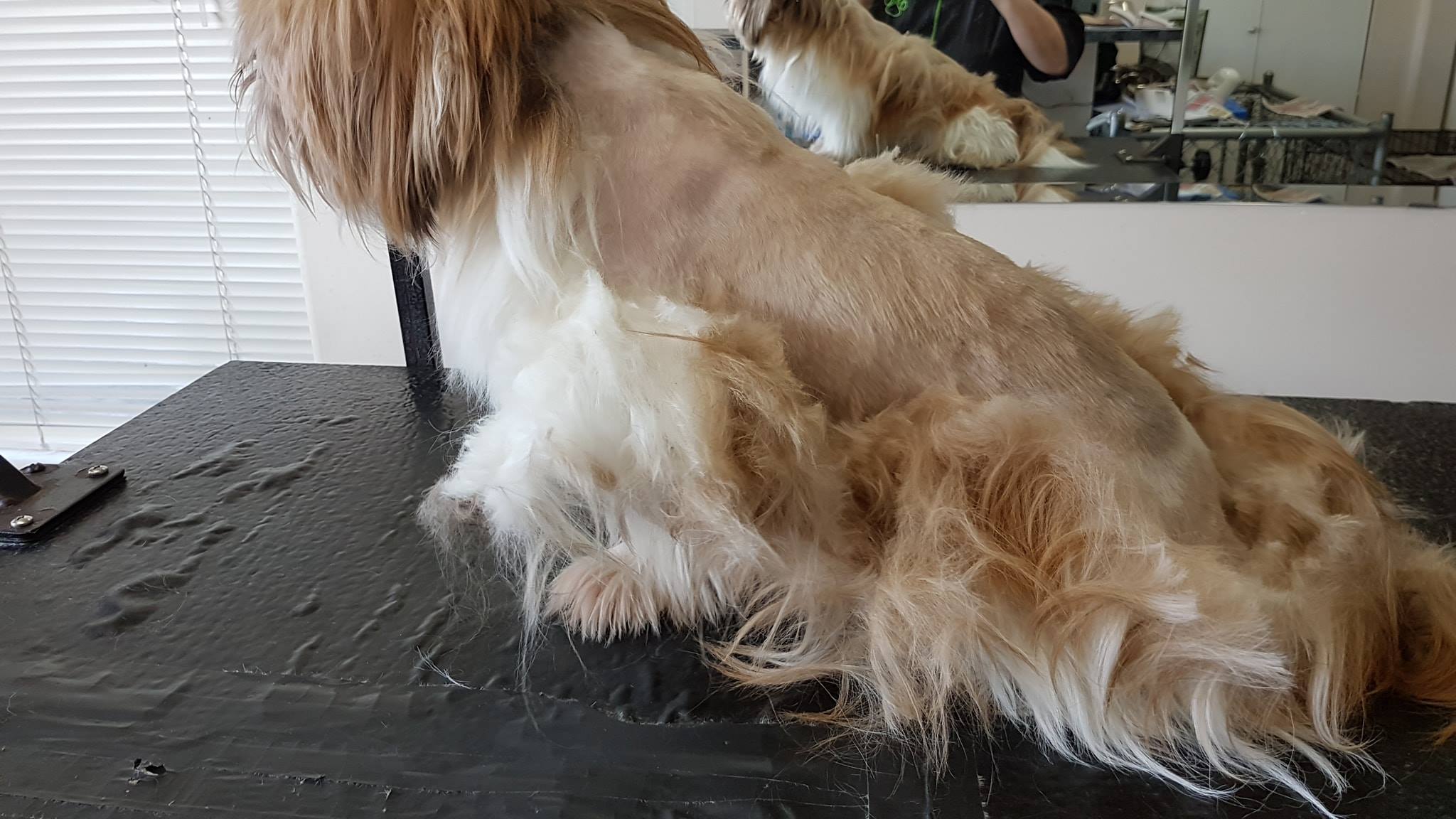Grooming Matted Dogs – Thoughtful Paws Grooming
