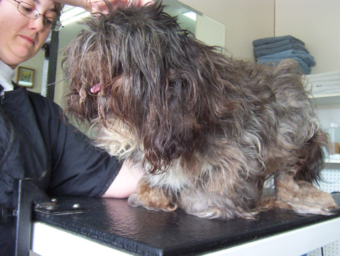 Grooming Matted Dogs – Thoughtful Paws Grooming