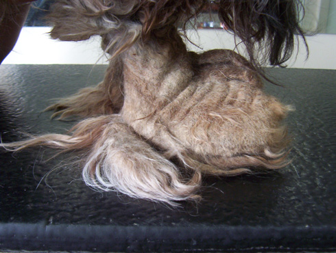 Grooming Matted Dogs – Thoughtful Paws Grooming